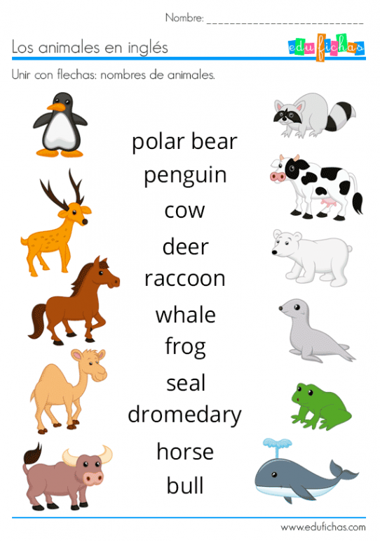 ANIMALES EN INGLÉS | Vocabulario + Ejercicios + Flashcards