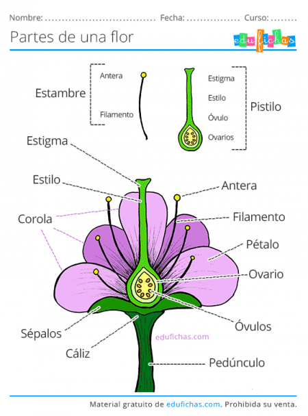 Principais Partes De Uma Flor | Atividade sobre as Partes das Plantas ...
