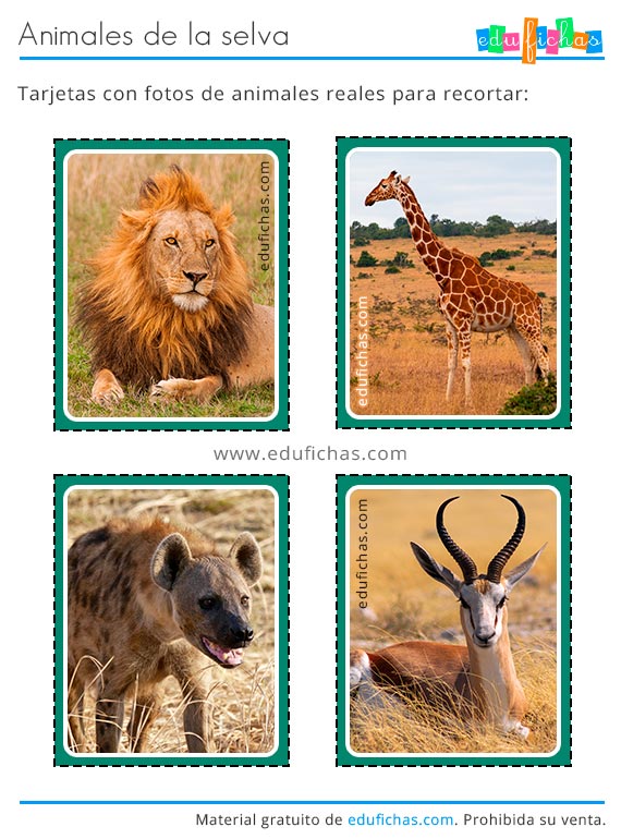 Animales de la Selva para Niños - Fichas, Fotos y Recortables GRATIS