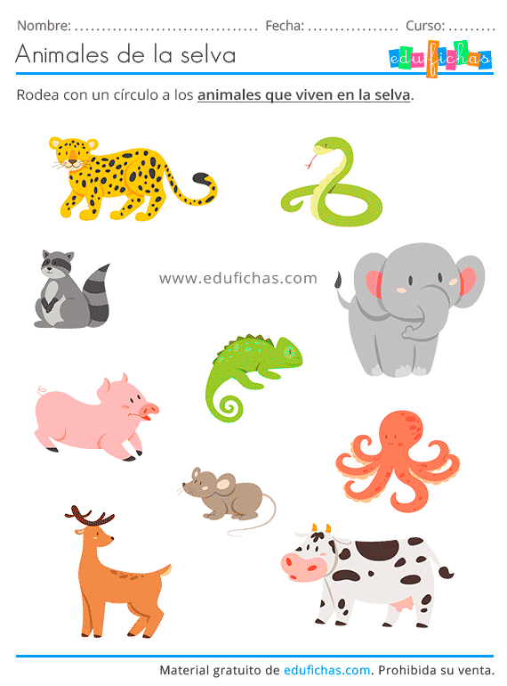 Animales de la Selva para Niños - Fichas, Fotos y Recortables GRATIS