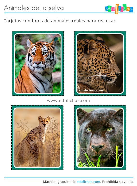 Animales de la Selva para Niños - Fichas, Fotos y Recortables GRATIS